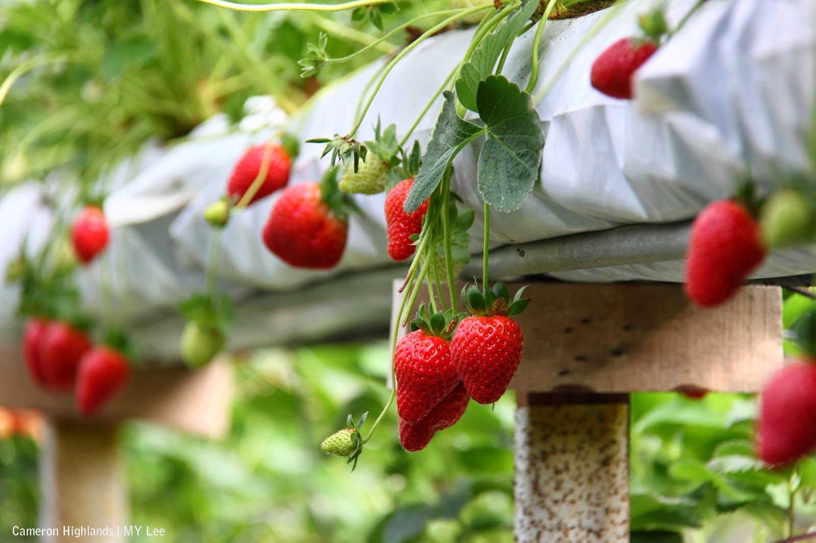 Nutrientes fase fructificación | Hidroponía España I Cultivos ...