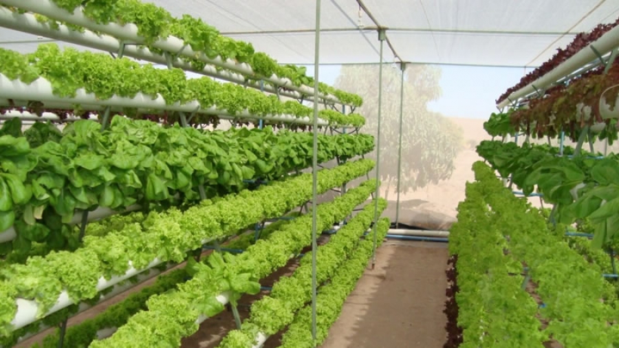 Conservação de hortaliças hidropónicas (folhosas) | Hidroponia Portugal ...